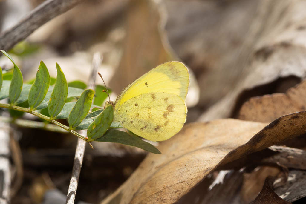 Small Grass-yellow from Brisbane QLD, Australia on June 29, 2024 at 10: ...