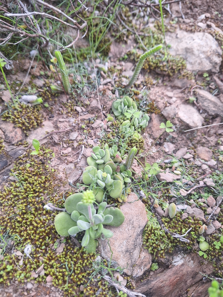 Globulea from Kannaland Local Municipality, South Africa on June 30 ...