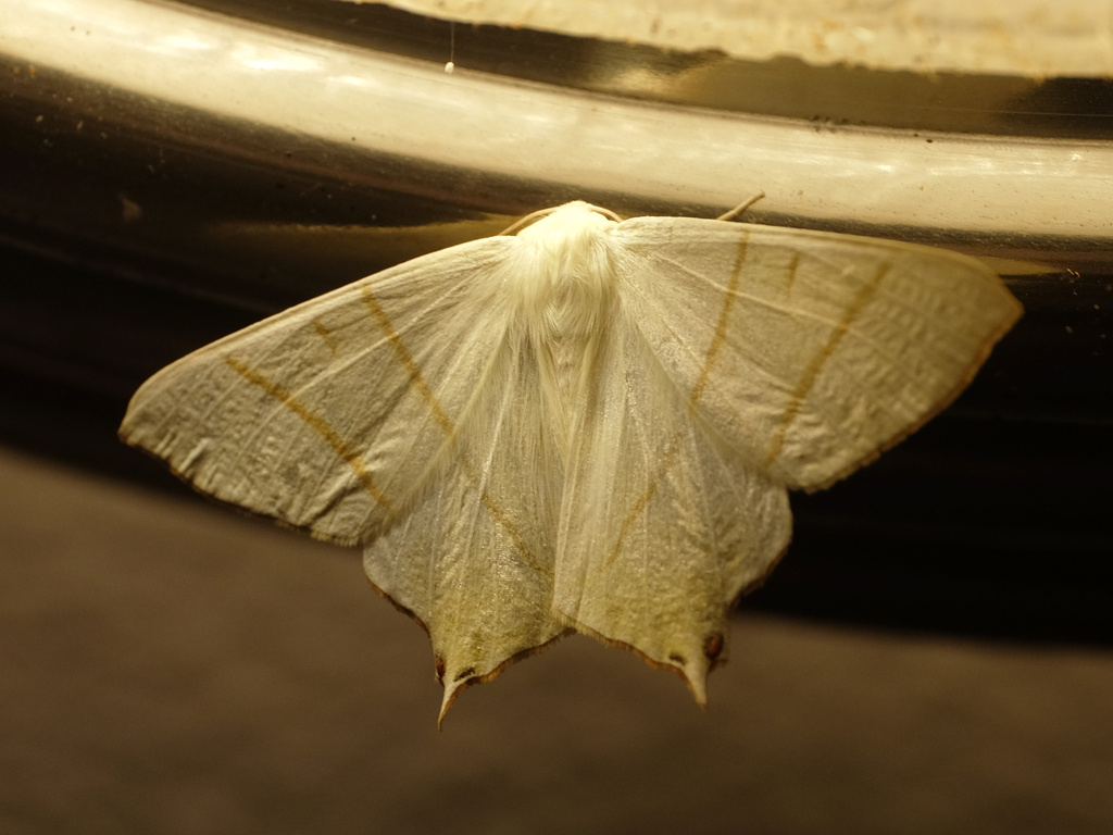 Swallow-tailed Moth from 73 Göppingen-Faurndau, Germany on June 26 ...