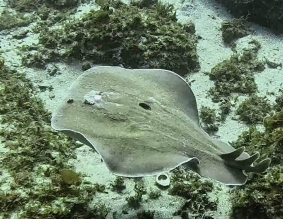 Coffin Ray from Coral Sea, Fingal Head, NSW, AU on June 30, 2024 at 11: ...
