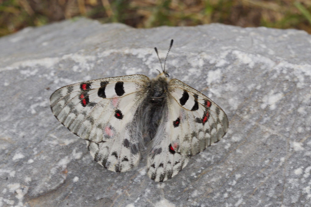 Parnassius actius from Алайский район, Кыргызстан on July 17, 2019 at ...