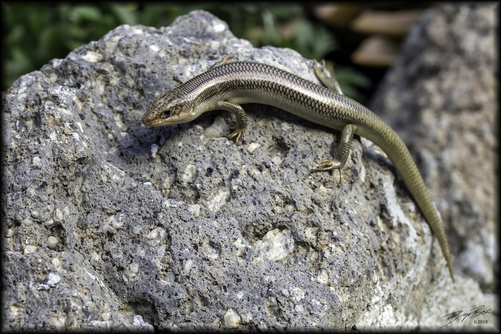 Northern Brown Skink in March 2019 by Bryan Box · iNaturalist