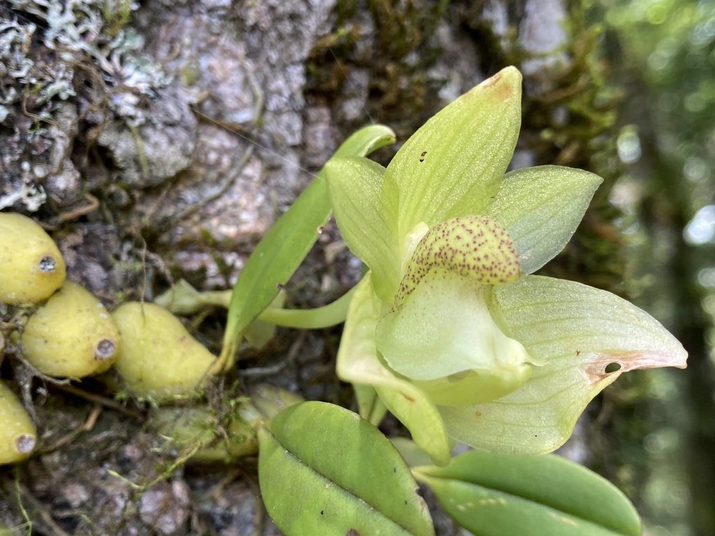 Bulbophyllum pectinatum in June 2024 by yitselee · iNaturalist
