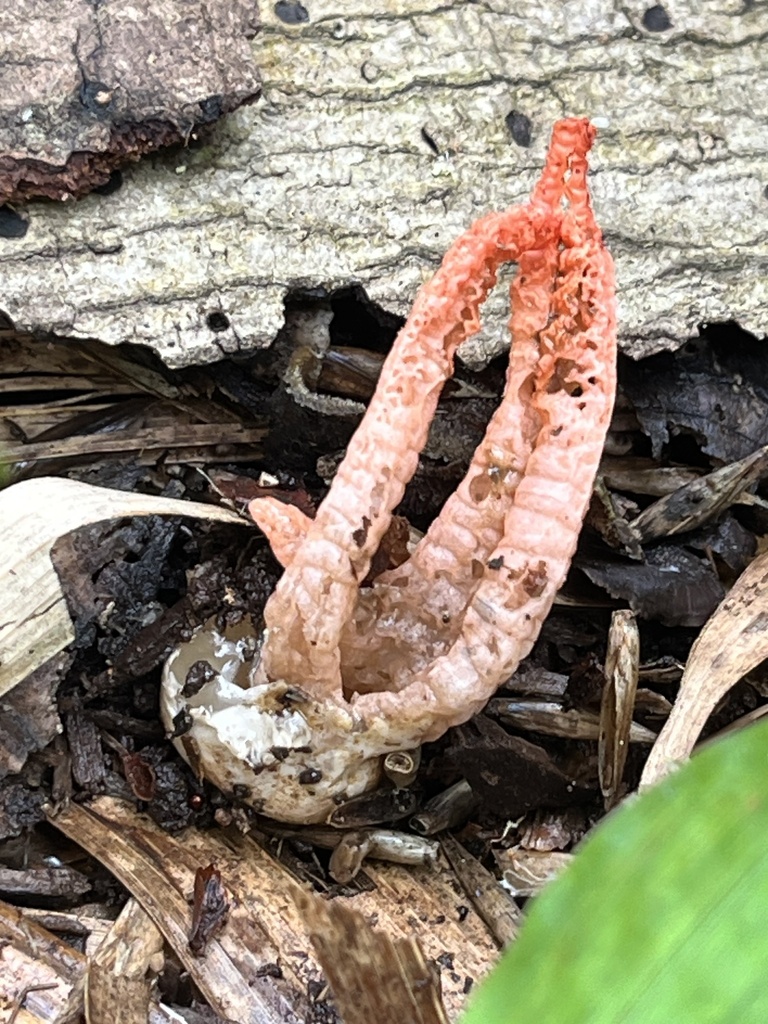 stinky squid from 本州, 横須賀市, 神奈川県, JP on June 30, 2024 at 10:07 AM by ...