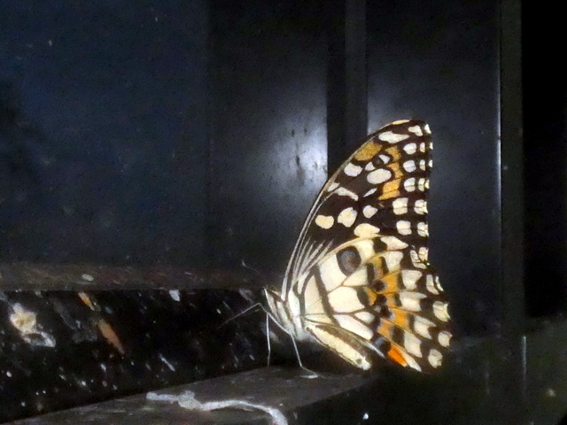 Lime Swallowtail from Vientiane, Laos on June 30, 2024 at 06:47 PM by ...