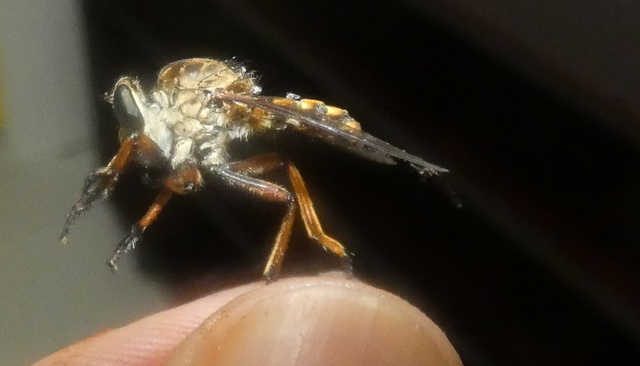 Astochia from Vientiane, Laos on June 30, 2024 at 06:51 PM by Louis ...