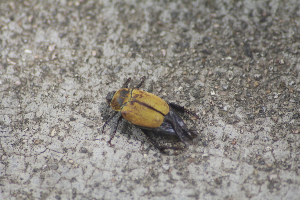 Hoplia davidis from 中国北京市门头沟区 on June 30, 2024 at 10:38 AM by Roger ...