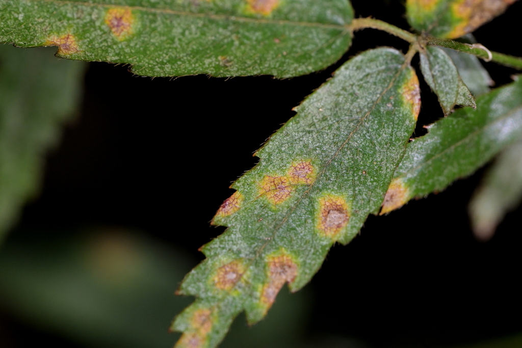 Hamaspora australis from Gladstone, New Zealand on June 30, 2024 at 01: ...