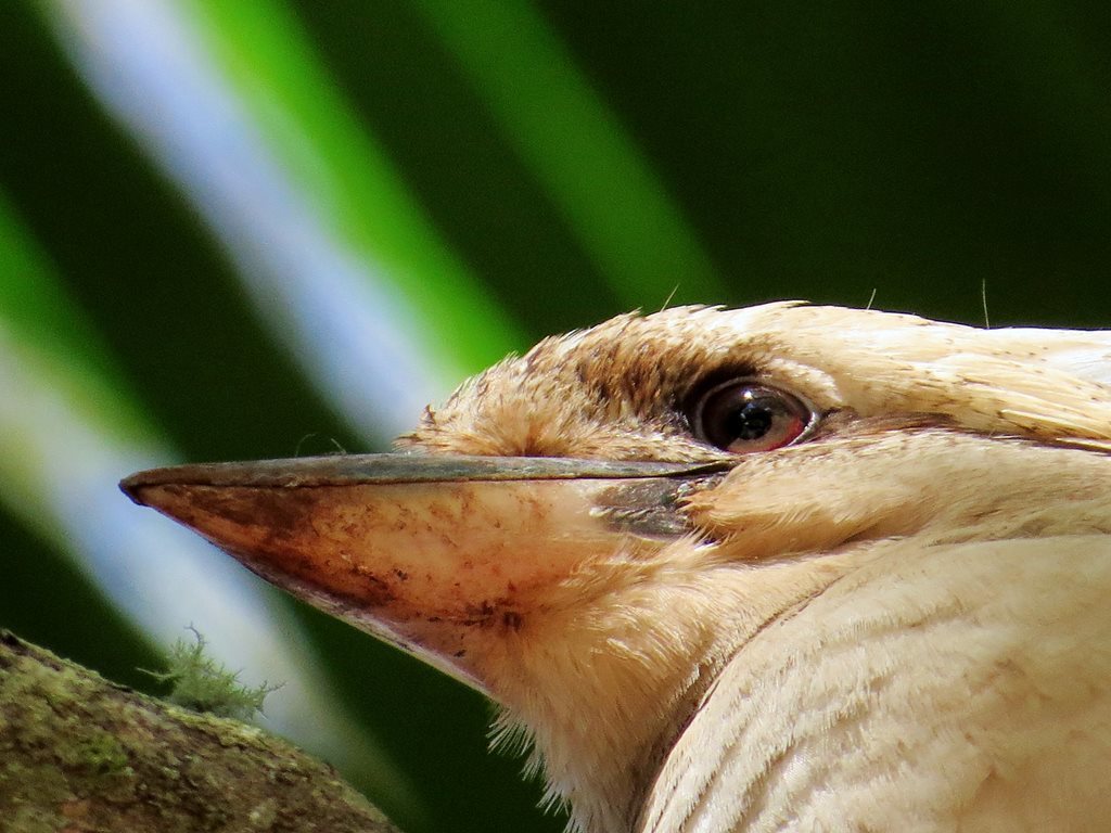 Common Laughing Kookaburra in September 2016 by Rose Robin. Laughing ...