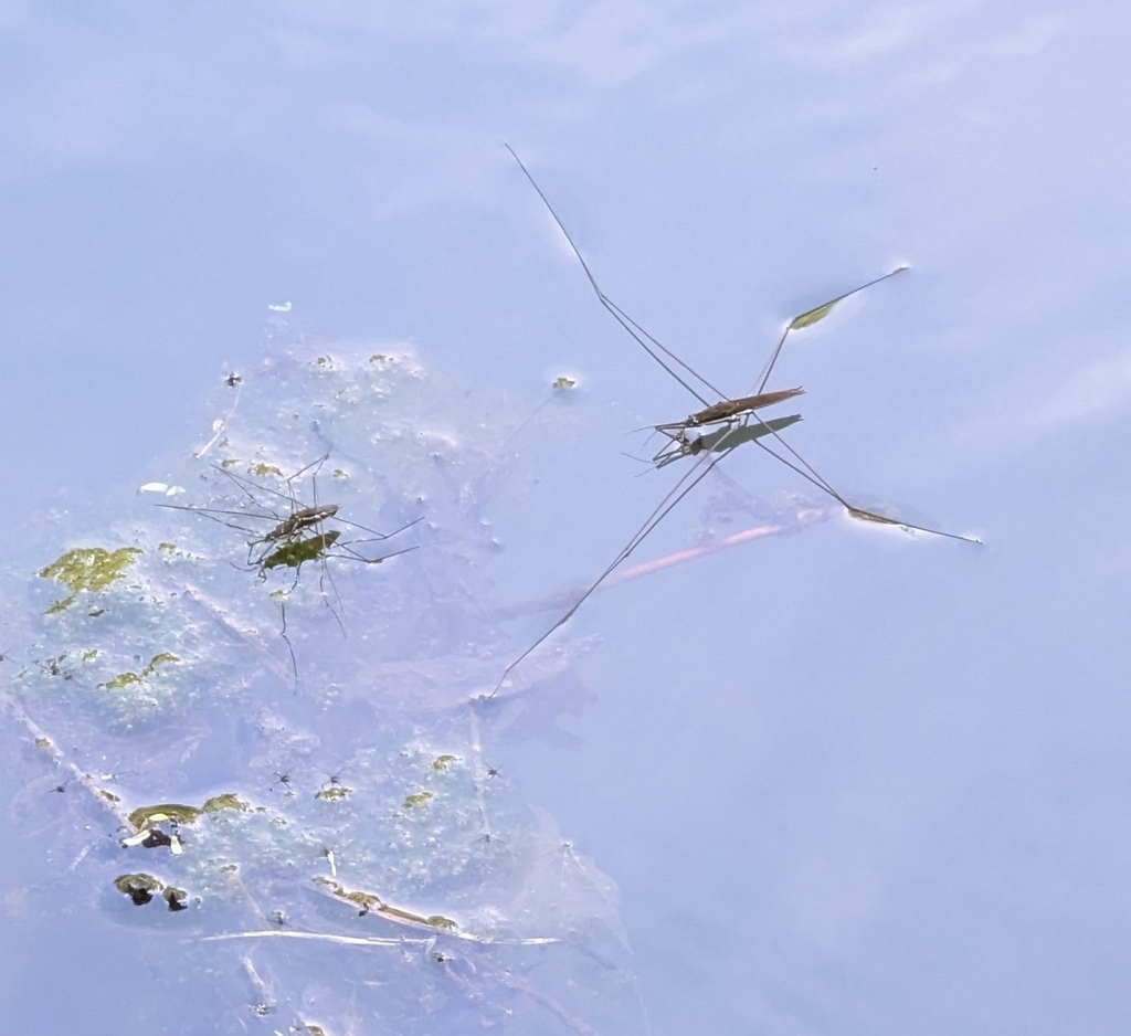 Giant Water Strider from 27-1 Taneji, Maizuru, Kyoto 625-0152, Japan on ...