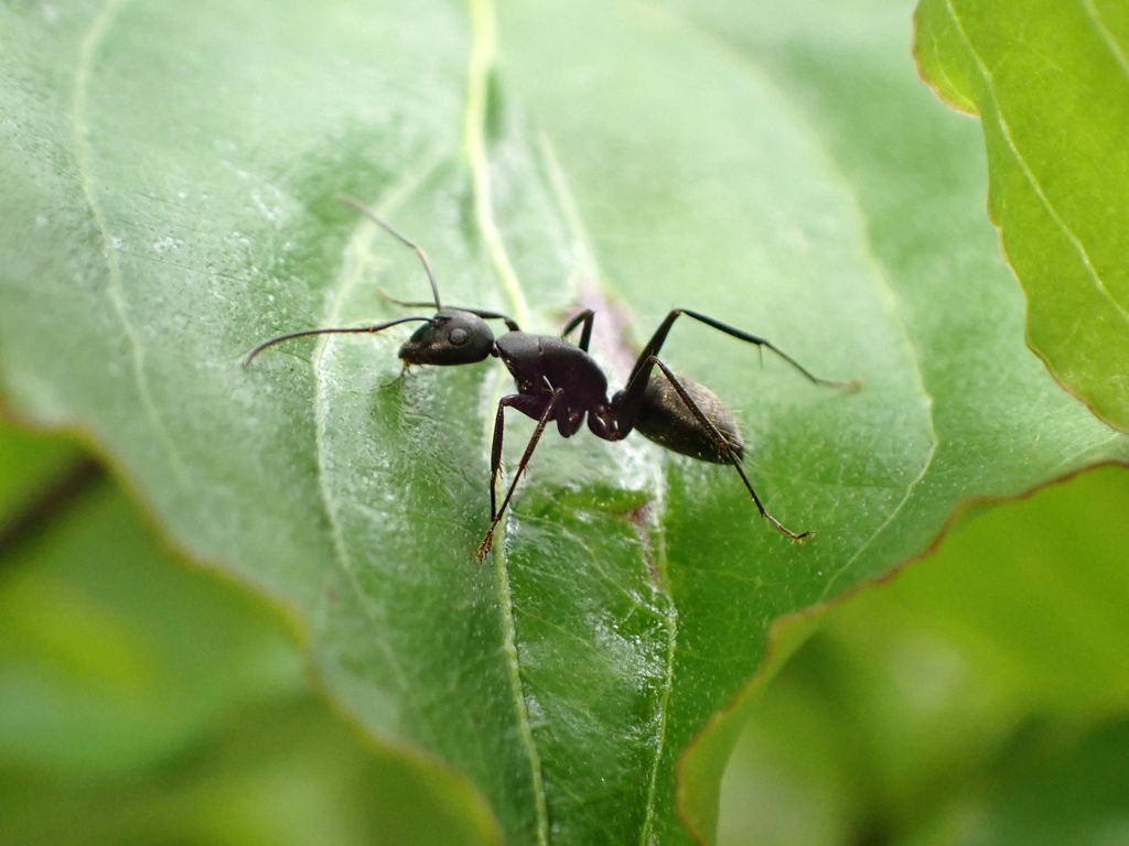 Japanese Carpenter Ant from Mount Hiei, Ichijoji Idegadanichosenguchi ...