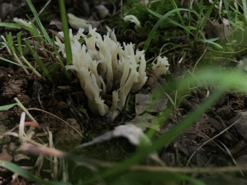 Clavaria from Brown County State Park, Nashville, IN, US on May 23 ...