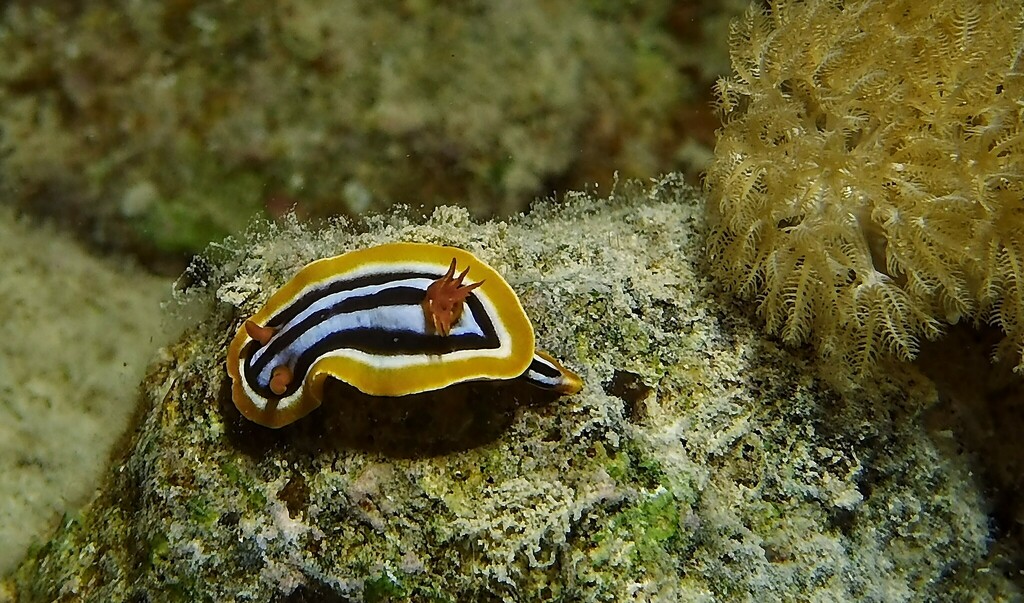 Pyjama Slug from Hurghada, Mer Rouge, Égypte on April 11, 2023 at 07:50 ...