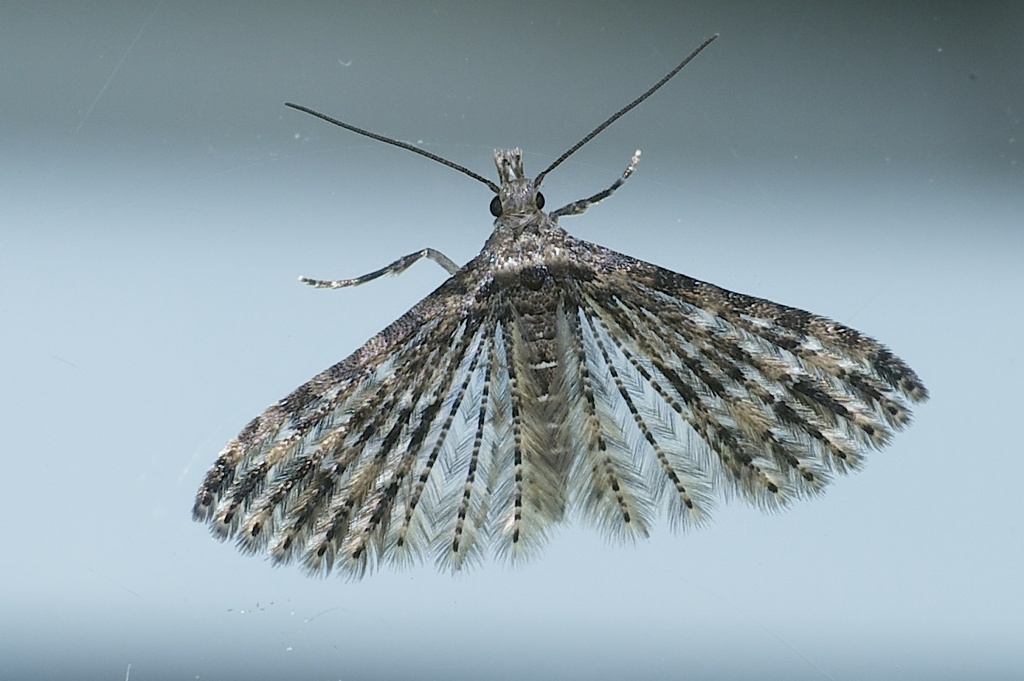 Montana Six-plume Moth (Animals of the Lower Mainland) · iNaturalist