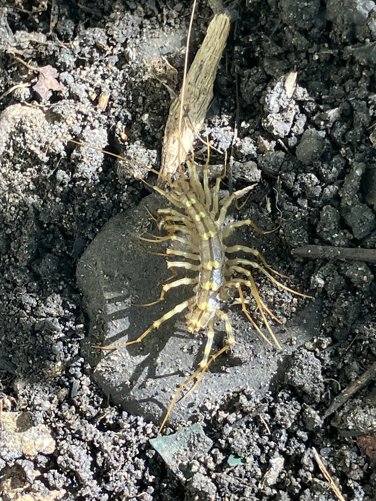 House Centipede from W 37th St, Minneapolis, MN, US on June 30, 2024 at ...