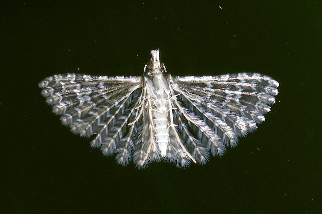 Montana Six-plume Moth (Animals of the Lower Mainland) · iNaturalist