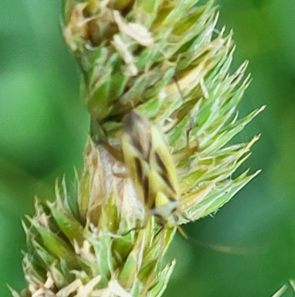 Two-spotted Grass Bug from Lobster Lake on June 29, 2024 at 02:16 PM by ...
