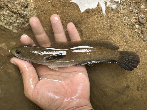 Black Snakehead (Channa melasoma) · iNaturalist United Kingdom
