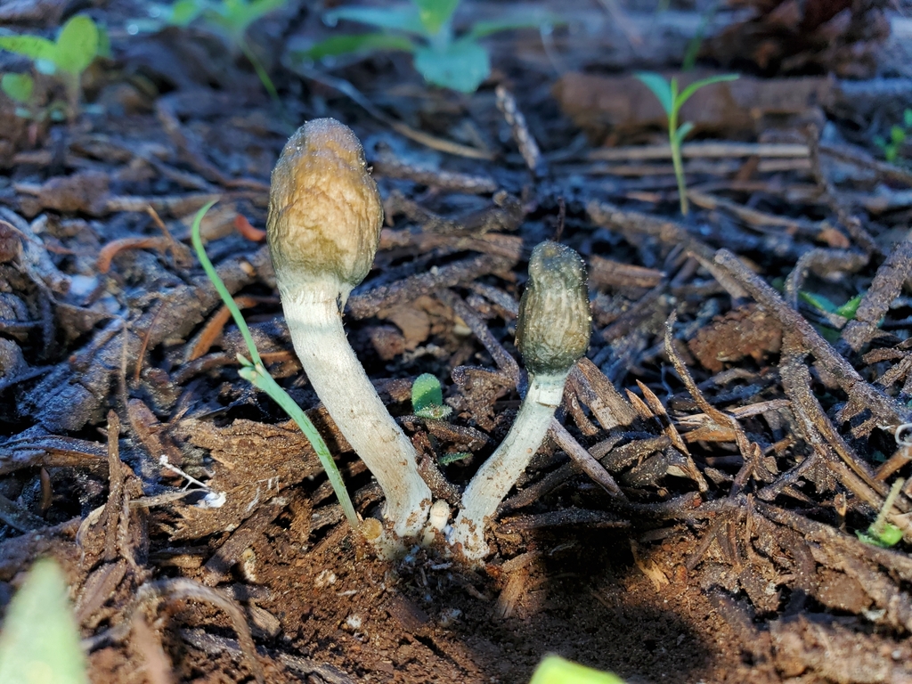 Psilocybe Mushrooms from Camp Connell, CA 95223, USA on June 29, 2024 ...