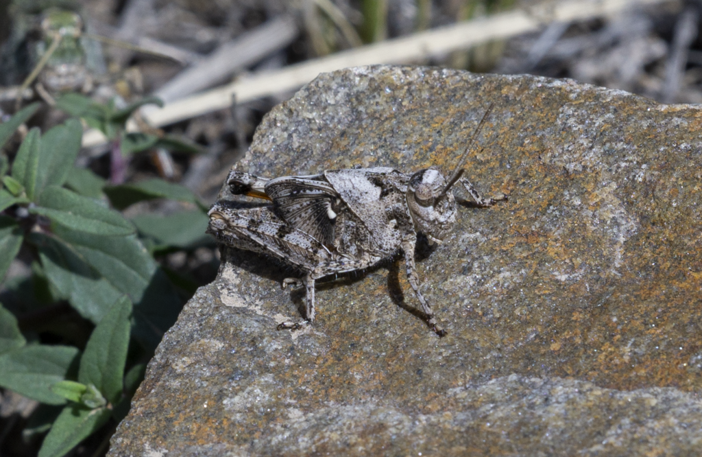 Angaracris barabensis in June 2024 by zzc · iNaturalist