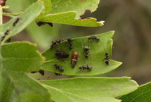 Balcanocerus balcanicus · iNaturalist