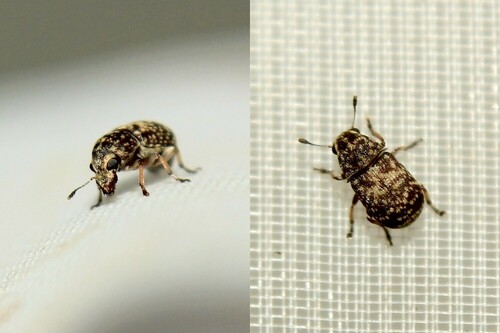 Eusphyrus vasconicus · iNaturalist