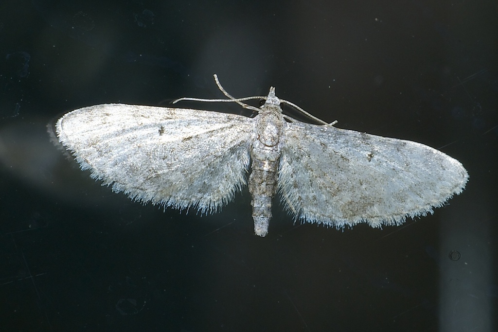 Common Eupithecia Moth (Pennsylvania Moths) · iNaturalist