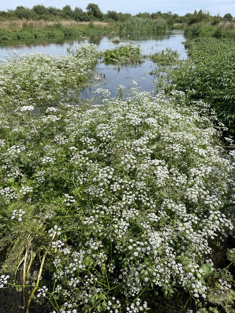 River Water-dropwort in June 2024 by Iain Darbyshire. Several large ...
