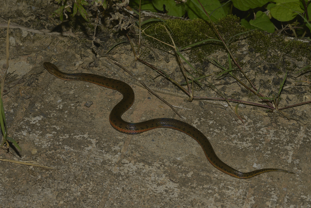 Chinese Water Snake from 中国福建省南平市顺昌县 on June 30, 2024 at 10:11 PM by ...