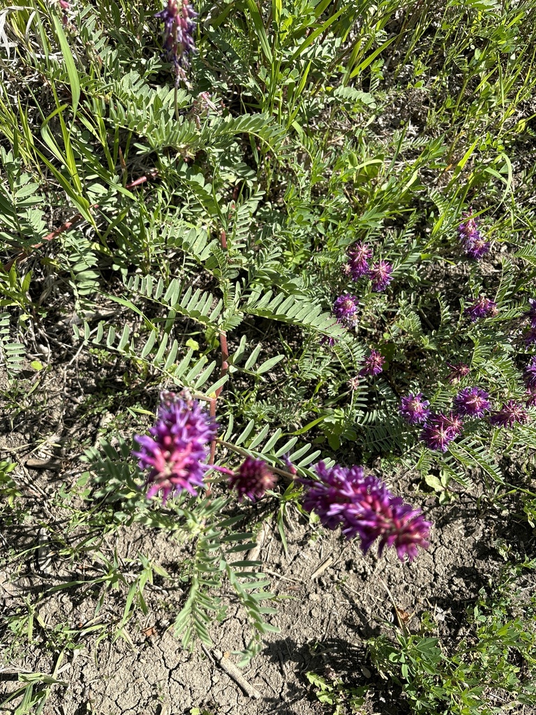 Two-grooved Milkvetch from Condie Nature Refuge, Sherwood No. 159, SK ...