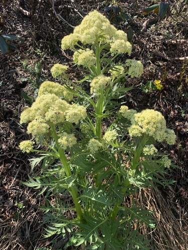 Megacarpaea polyandra · iNaturalist