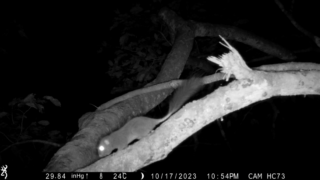 Flightless Anomalure in October 2023 by helpcongopaul · iNaturalist