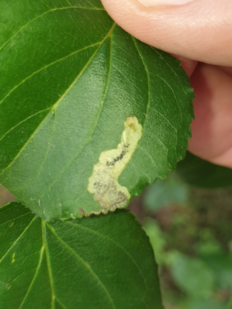 Stigmella rhamnicola from Renfrew, ON K7V 1V7, Canada on June 30, 2024 ...