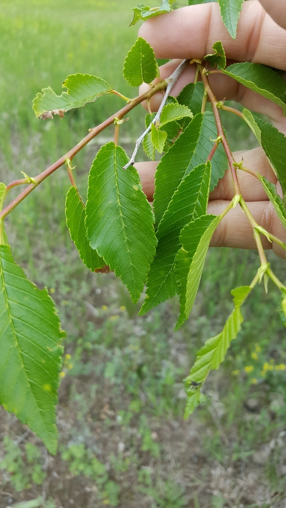 Siberian elm (Plants of Jackson Lake State Park) · iNaturalist