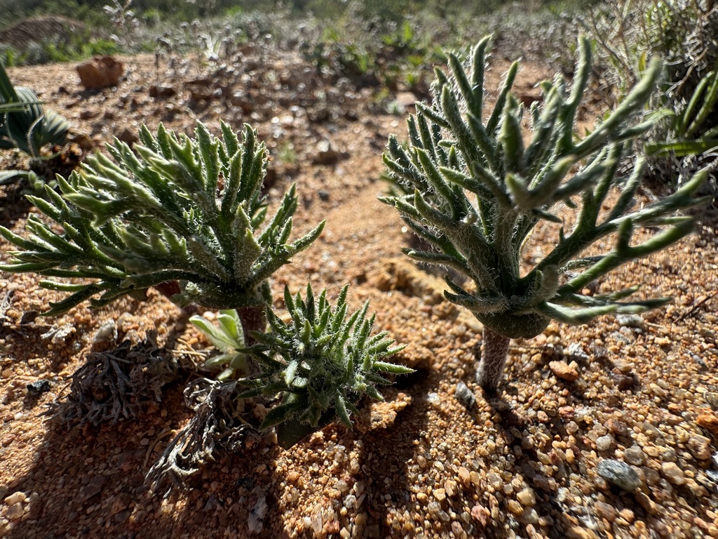 Antler Woolseed from Diamond Street, Springbok, NC, ZA on June 28, 2024 ...