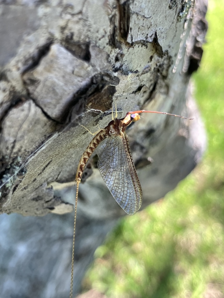 Giant Mayflies from Harbor View Park, Superior, WI, US on June 30, 2024 ...