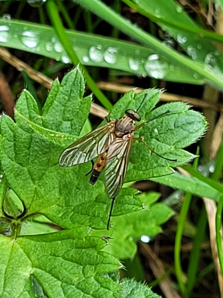 Marsh Snipe Fly from Peterchurch, Hereford HR2 0RT, UK on June 30, 2024 ...