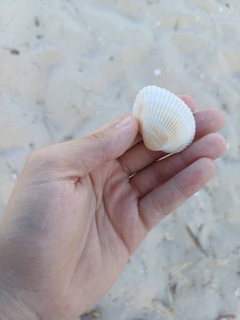 Anadara kagoshimensis from Северен Плаж, 9649 Kranevo, Bulgaria on June ...