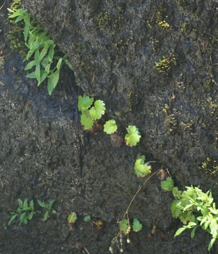 wood saxifrage from King County, WA, USA on June 28, 2024 at 12:24 PM ...