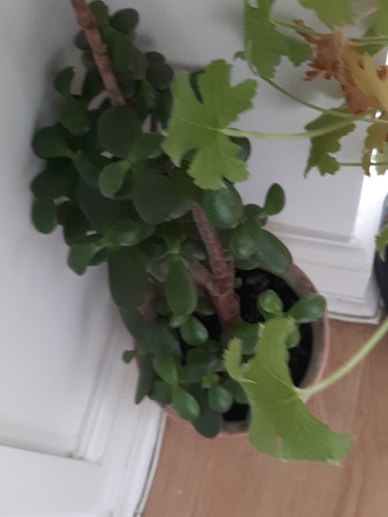 dicots from Permanent House, Huddersfield HD1 2HG, UK on June 30, 2024 ...