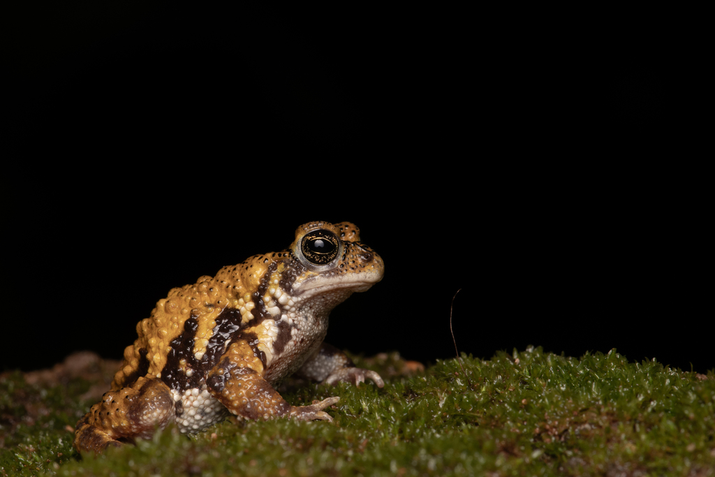 Amboli Tiger Toad in June 2024 by Soham Mehta · iNaturalist