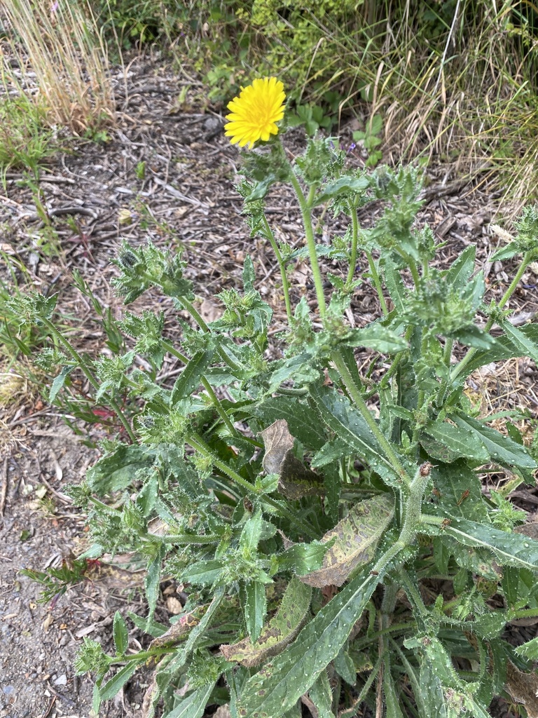 bristly oxtongue from Bures Hamlet CP, Bures, England, GB on June 30 ...