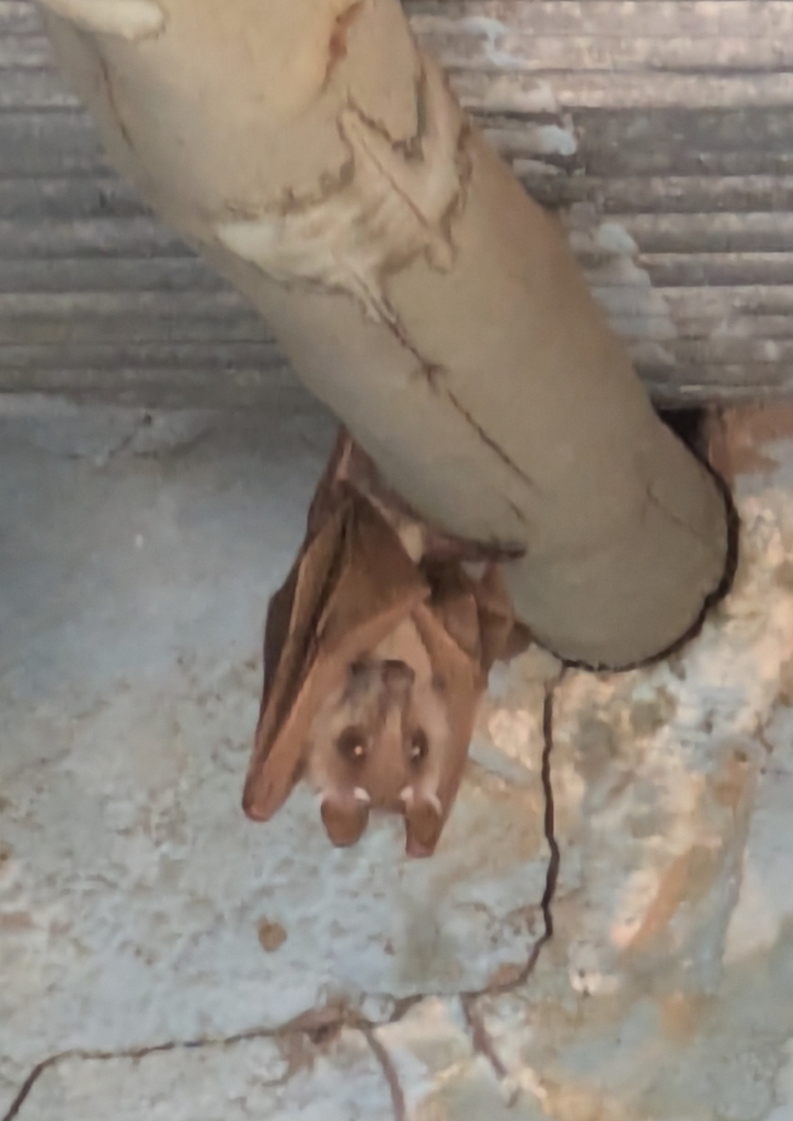 Angolan Epauletted Fruit Bat in June 2024 by stefan_glaser · iNaturalist