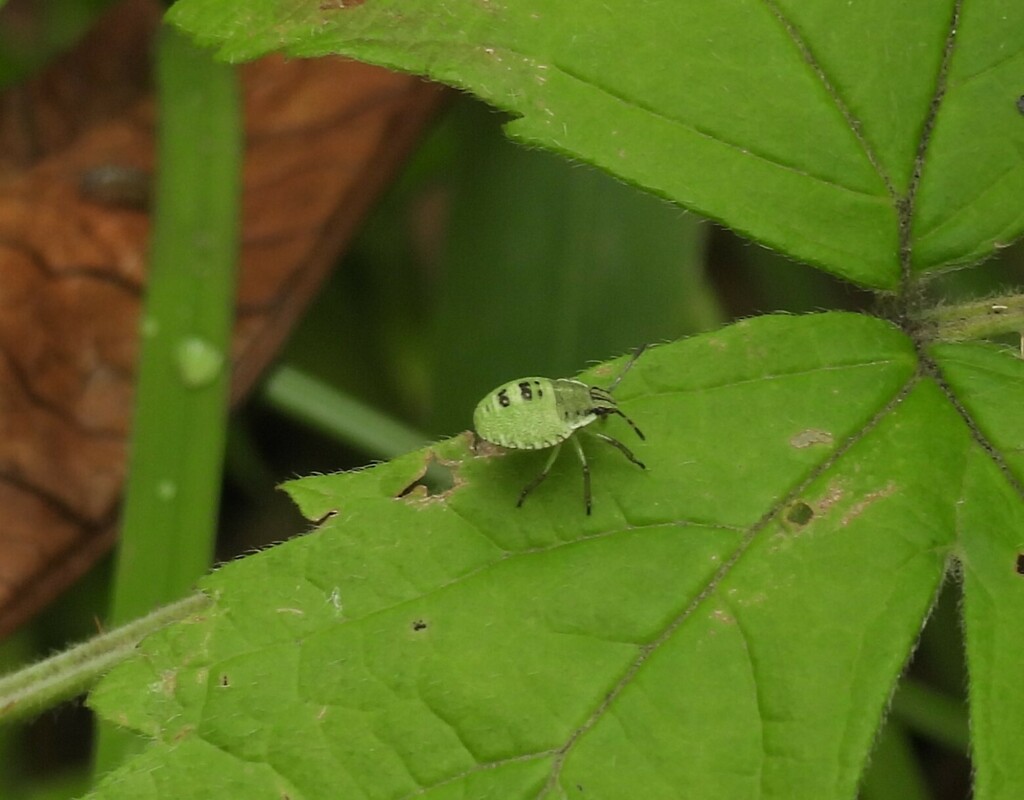 Green Shield Bug from 59602 Rüthen, Germany on June 30, 2024 at 04:56 ...