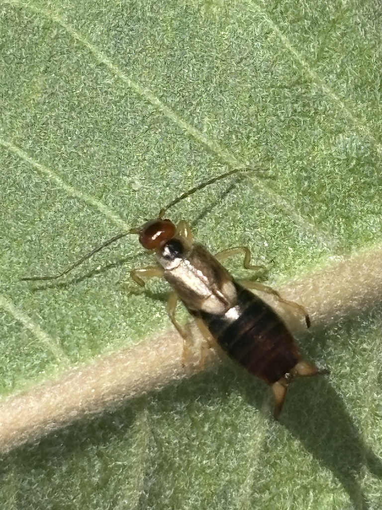 Forficula dentata from 27Th And Coolidge, Corvallis, OR, US on June 28 ...