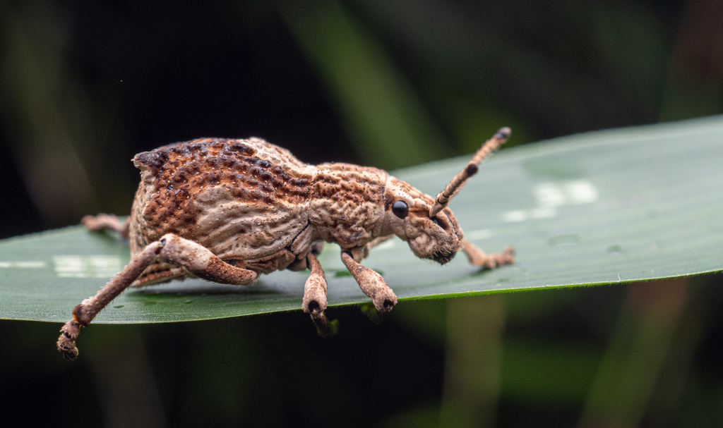 Episomus chinensis from 中国深圳市龙华区羊台山 邮政编码: 518108 on June 29, 2024 at 07 ...