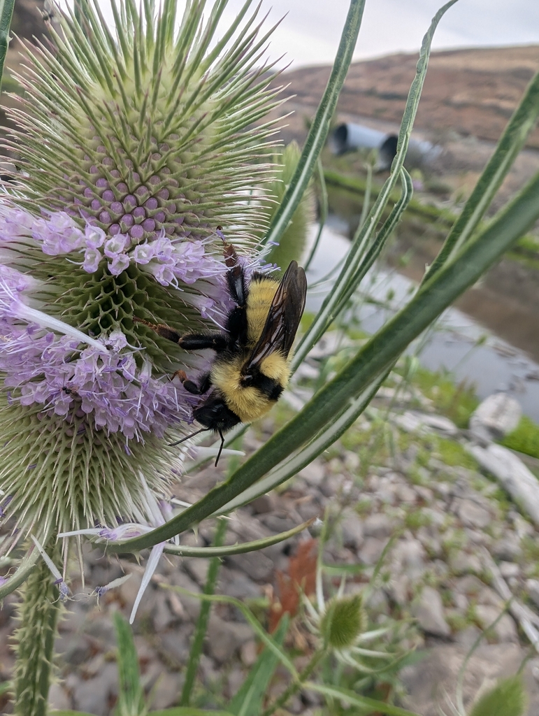 Golden Northern Bumble Bee from Colton, WA 99113, USA on June 29, 2024 ...