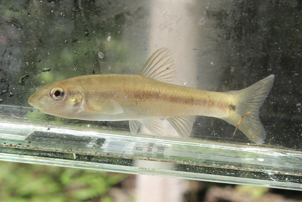 Cutlip Minnow from Valhalla, Alpine, NY, USA on June 30, 2024 at 10:08 ...