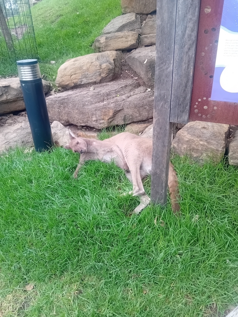 Western Grey Kangaroo from Sydney Zoo, 700 Great Western Hwy, Eastern ...