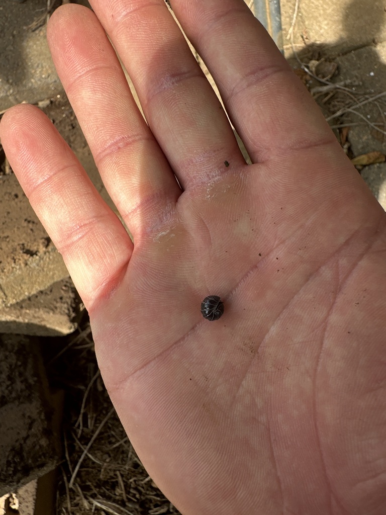 Common Pill Woodlouse from Wagner Ct SE, Salem, OR, US on June 30, 2024 ...